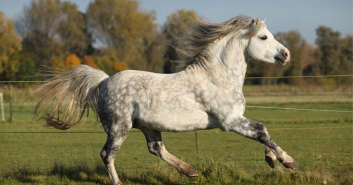 Rasseporträt: Welsh Pony und Cob - kleiner Körper, große Persönlichkeit