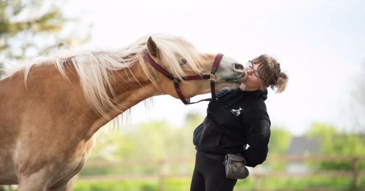 Bringe deinem Pferd Tricks bei: 5 Tricks, die du leicht mit deinem ...