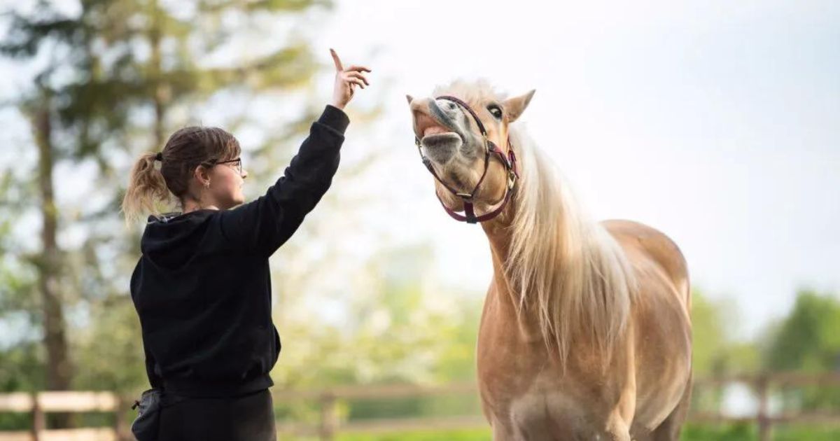 Bringe deinem Pferd Tricks bei: 5 Tricks, die du leicht mit deinem ...
